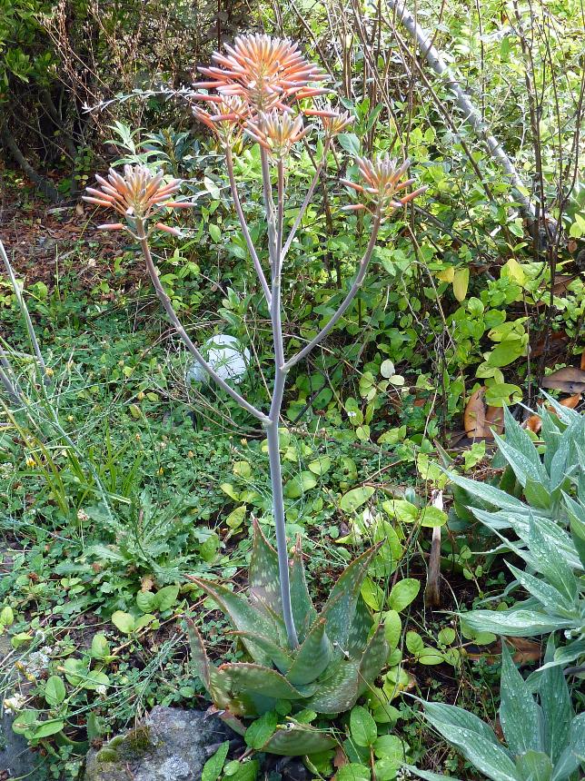 Flora of New Zealand | Taxon Profile | Aloe maculata