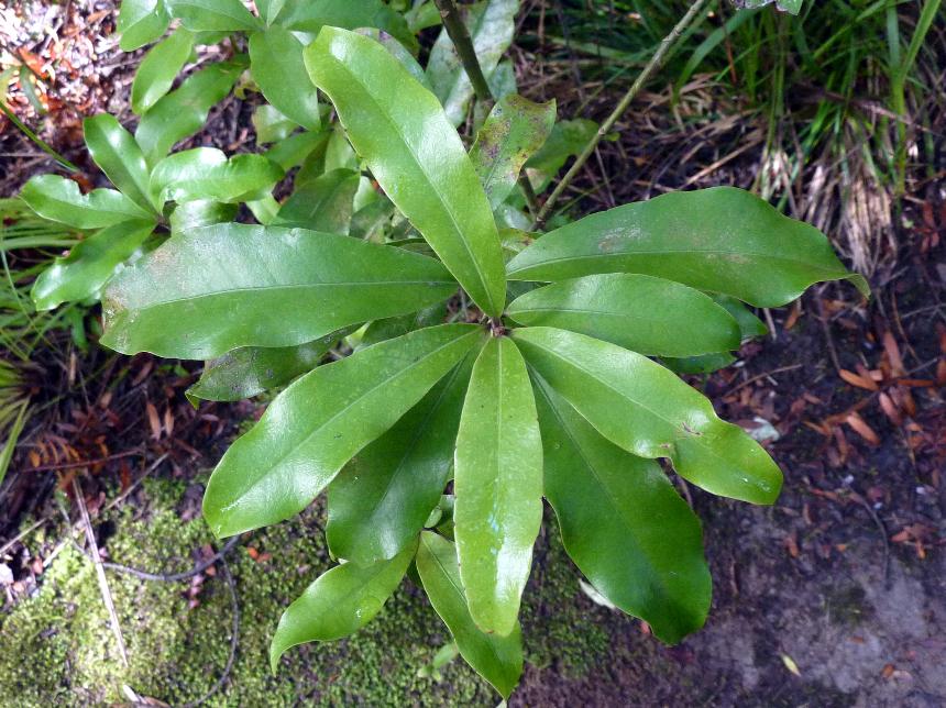 Flora of New Zealand | Taxon Profile | Alseuosmia macrophylla