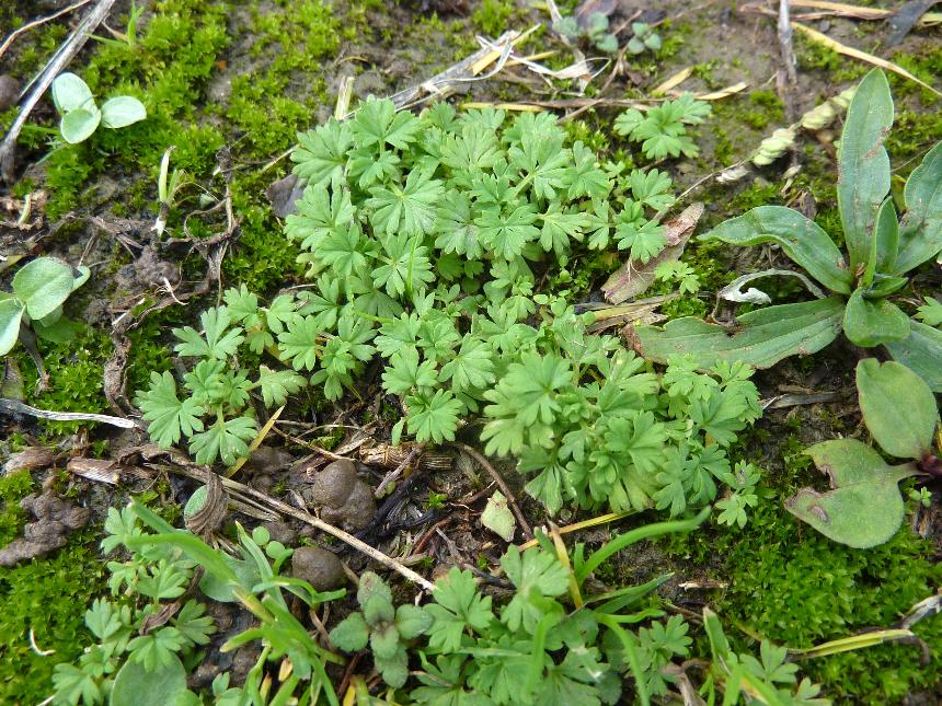 Aphanes Arvensis