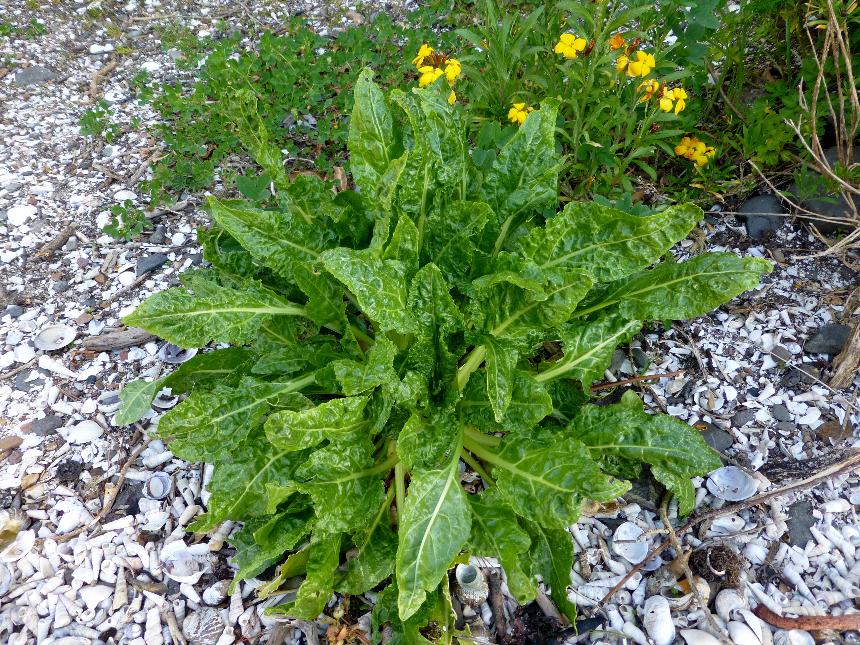 Flora of New Zealand | Taxon Profile | Beta vulgaris