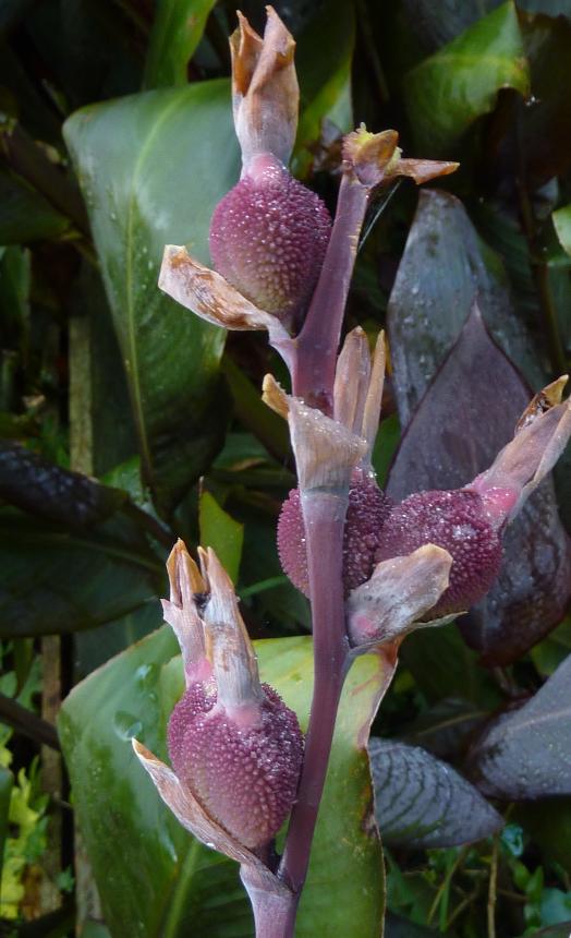 Flora of New Zealand | Taxon Profile | Canna indica