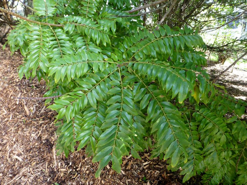Flora of New Zealand | Taxon Profile | Cassia leptophylla