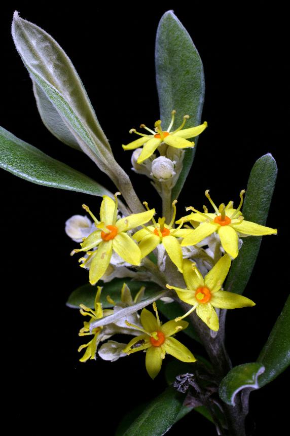 Flora of New Zealand | Taxon Profile | Corokia buddleioides