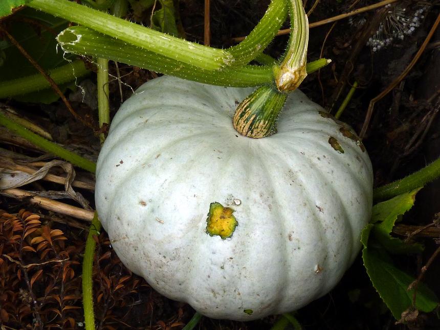 Flora of New Zealand | Taxon Profile | Cucurbita maxima