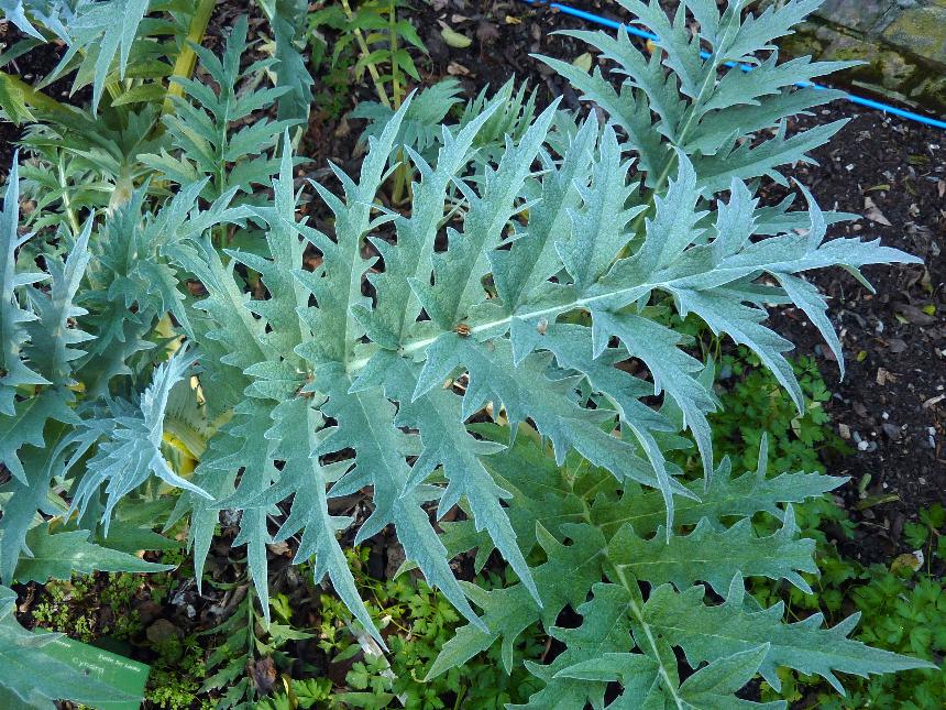 Flora of New Zealand | Taxon Profile | Cynara scolymus