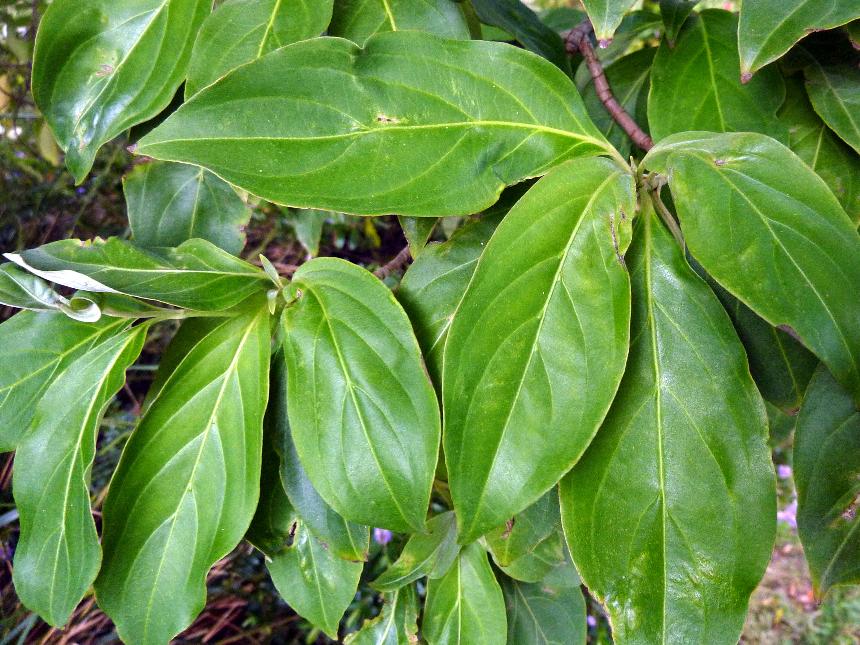 Flora of New Zealand | Taxon Profile | Cornus capitata