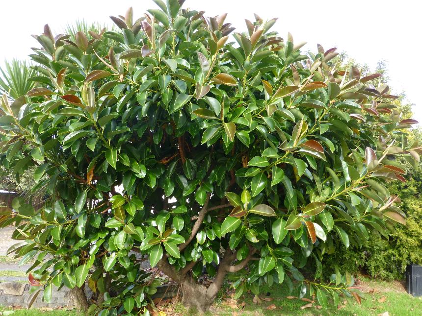 Flora of New Zealand | Taxon Profile | Ficus macrophylla
