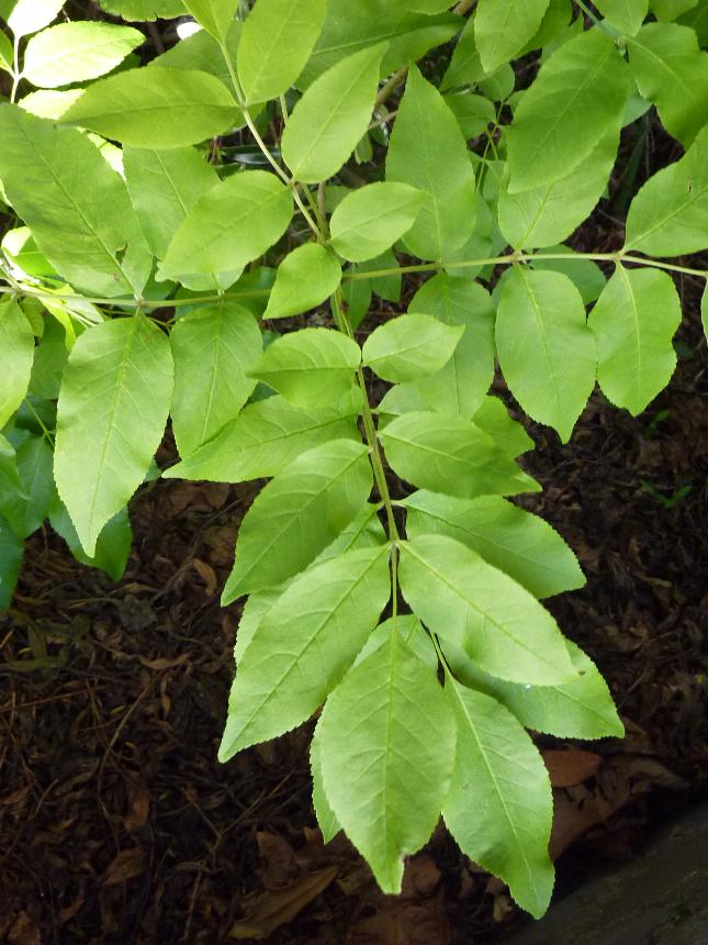 Flora of New Zealand | Taxon Profile | Fraxinus ornus