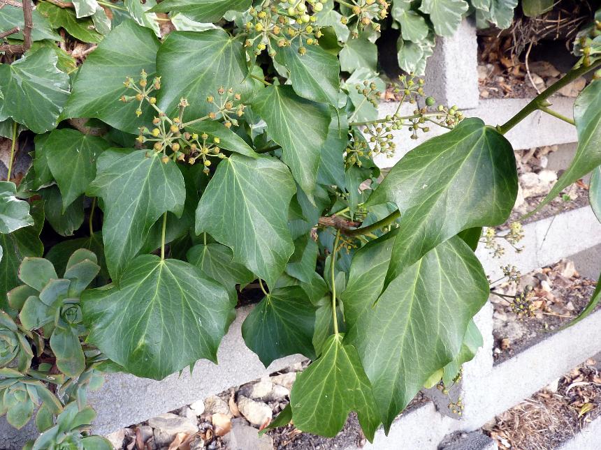 Flora of New Zealand | Taxon Profile | Hedera helix