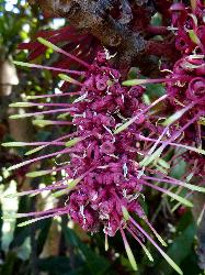 Flora of New Zealand | Taxon Profile | Knightia excelsa