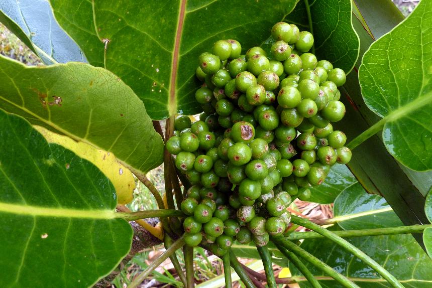 Flora of New Zealand | Taxon Profile | Meryta sinclairii