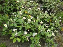 Flora of New Zealand | Taxon Profile | Pachystegia insignis