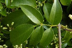 Flora of New Zealand | Taxon Profile | Pandorea pandorana