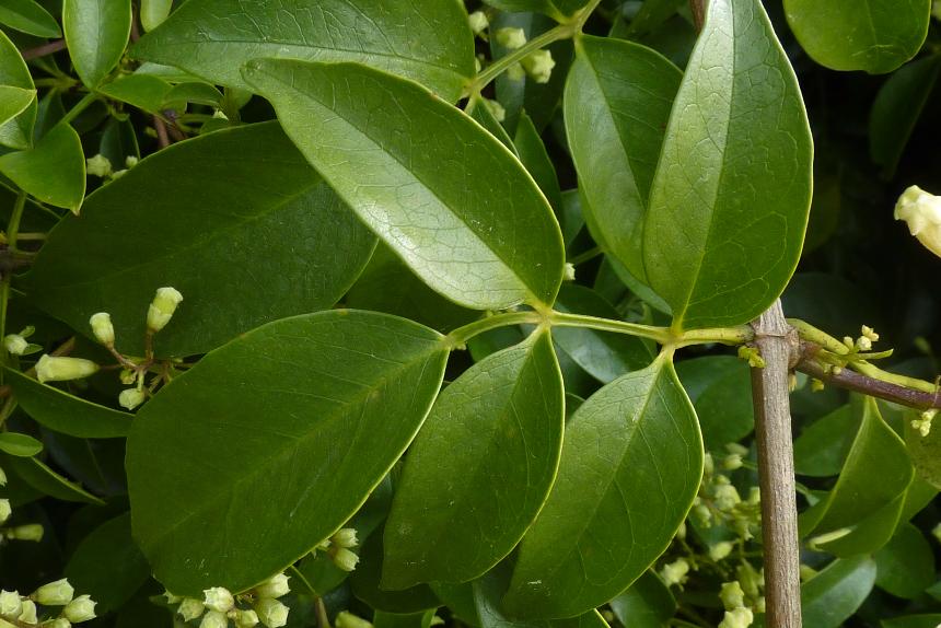 Flora of New Zealand | Taxon Profile | Pandorea pandorana