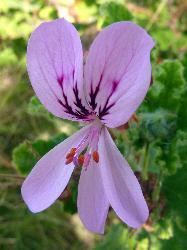 Flora of New Zealand | Taxon Profile | Pelargonium inodorum