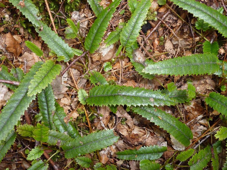 Flora of New Zealand | Taxon Profile | Rubus parvus