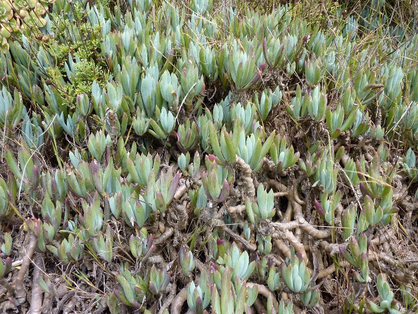 Flora of New Zealand | Taxon Profile | Curio repens