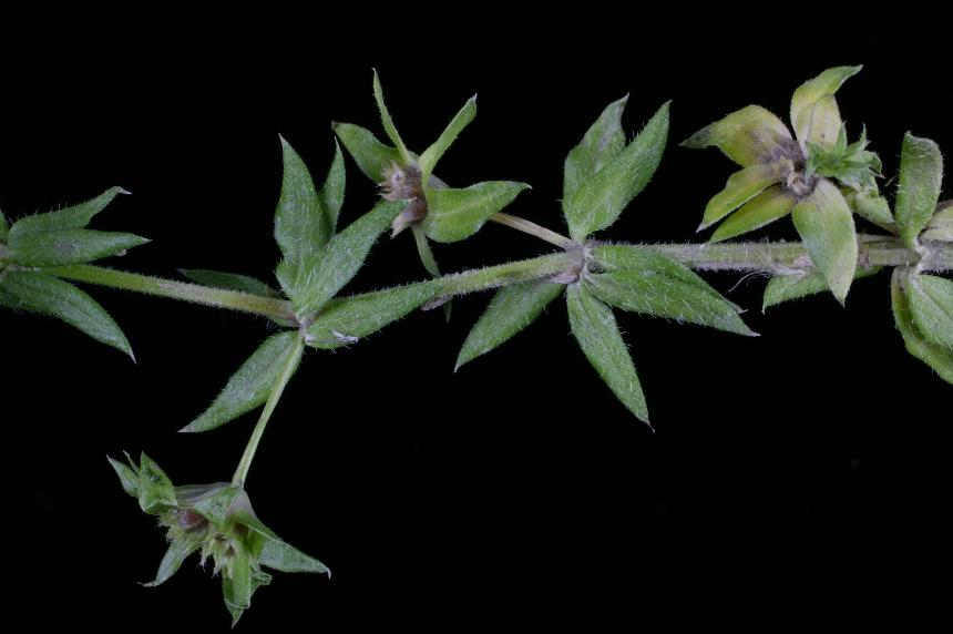 Flora of New Zealand | Taxon Profile | Sherardia arvensis