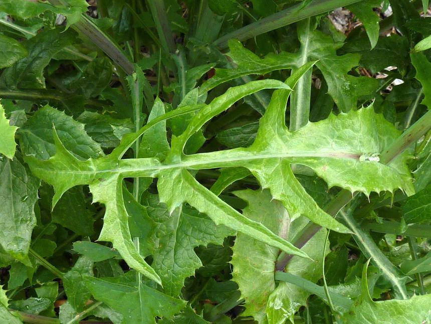 Flora of New Zealand | Gallery Profile | Sonchus oleraceus