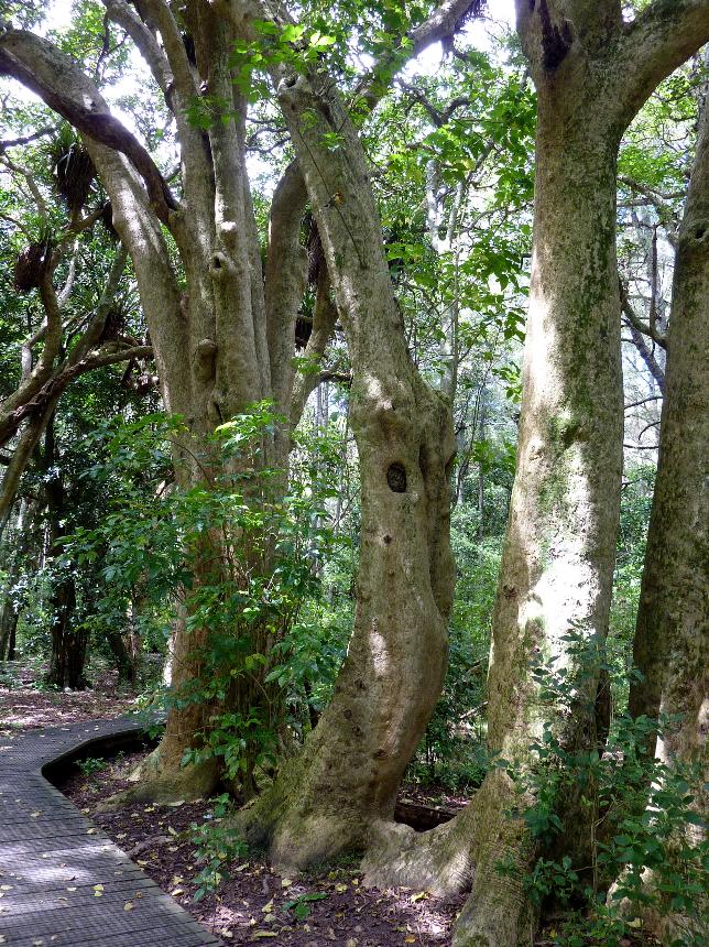 Flora of New Zealand | Taxon Profile | Vitex lucens