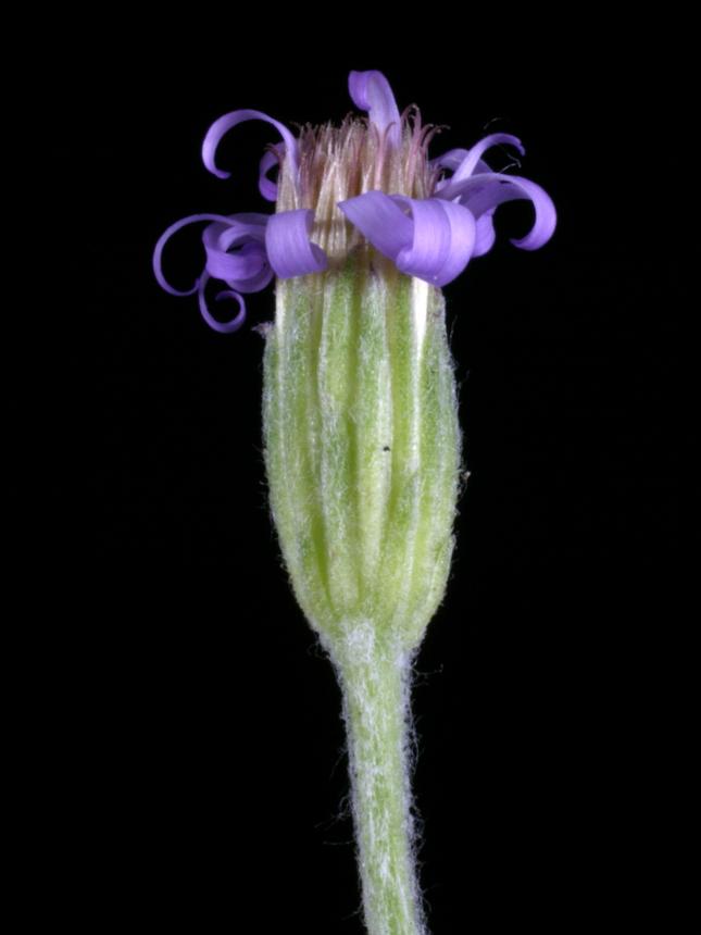 Flora of New Zealand | Taxon Profile | Vittadinia cuneata