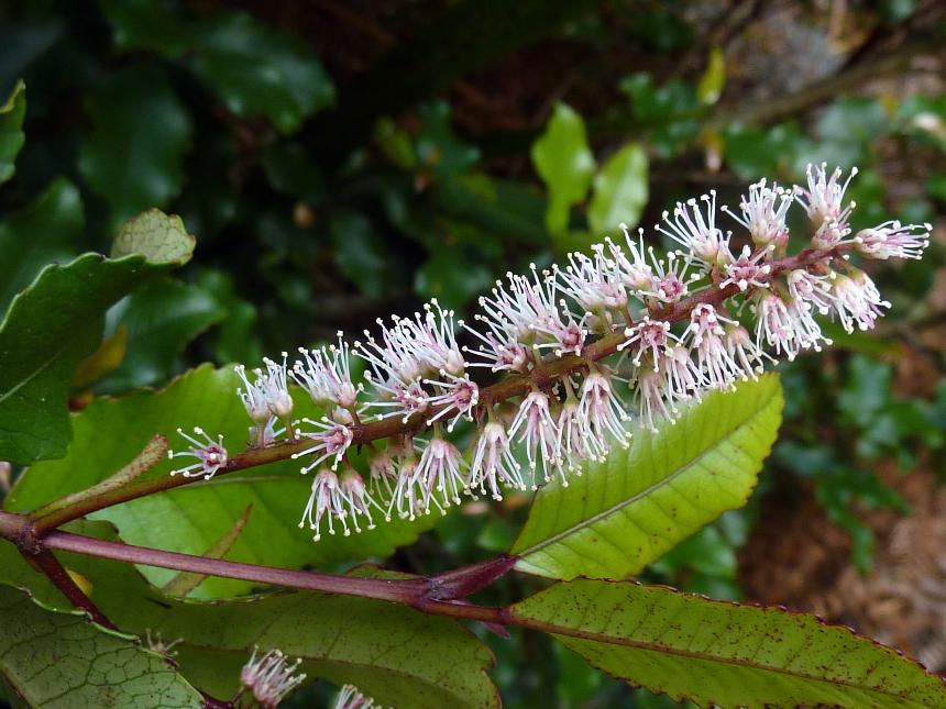 Flora of New Zealand | Taxon Profile | Weinmannia racemosa
