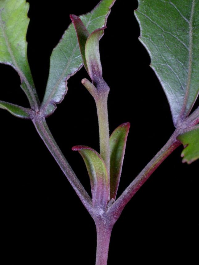 Flora of New Zealand | Taxon Profile | Pterophylla sylvicola