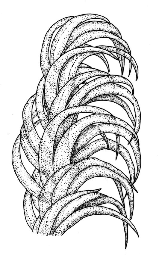 Flora of New Zealand | Taxon Profile | Scorpidium