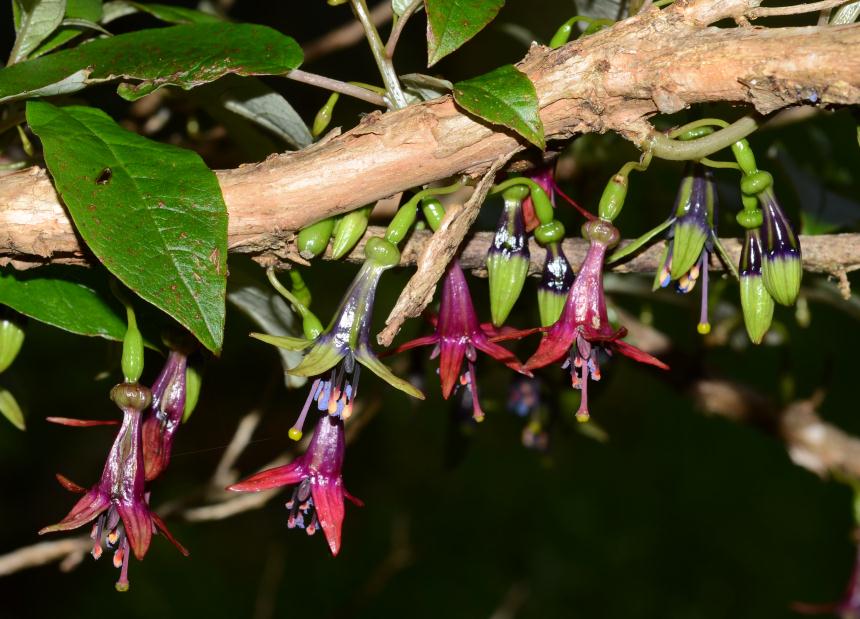 Flora of New Zealand | Taxon Profile | Fuchsia excorticata
