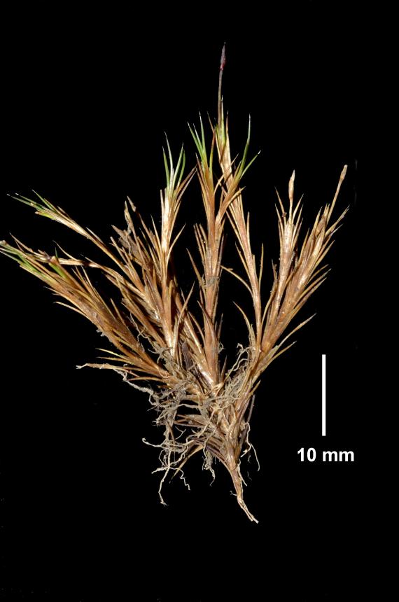 Flora of New Zealand | Taxon Profile | Gaimardia setacea