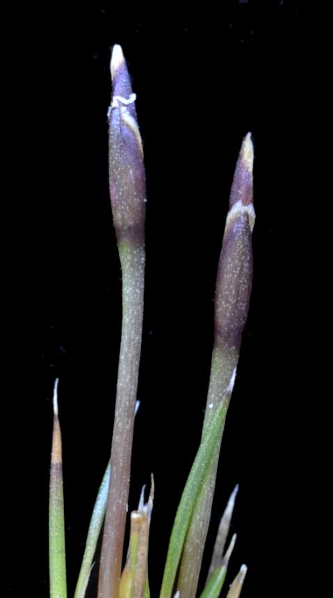 Flora of New Zealand | Taxon Profile | Gaimardia setacea