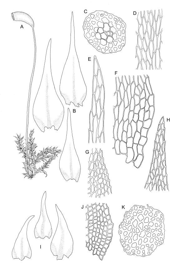 Flora of New Zealand | Taxon Profile | Amblystegium varium