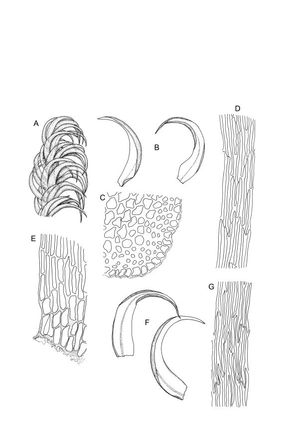 Flora of New Zealand | Taxon Profile | Scorpidium cossonii