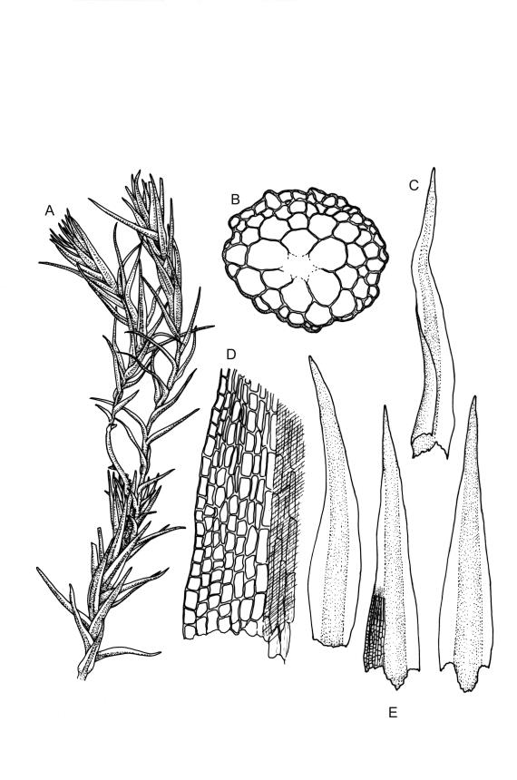 Flora of New Zealand | Taxon Profile | Archidium elatum