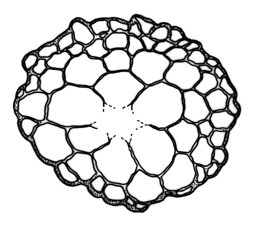 Flora of New Zealand | Taxon Profile | Archidium elatum
