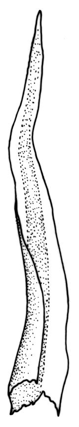 Flora of New Zealand | Taxon Profile | Archidium elatum