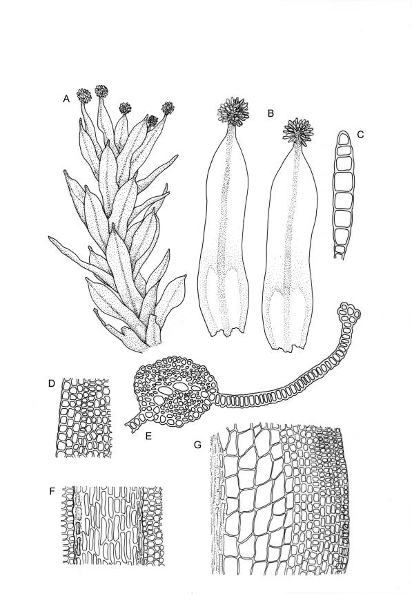 Flora of New Zealand | Taxon Profile | Calymperes tenerum