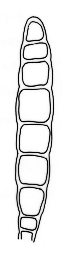 Flora of New Zealand | Taxon Profile | Calymperes tenerum