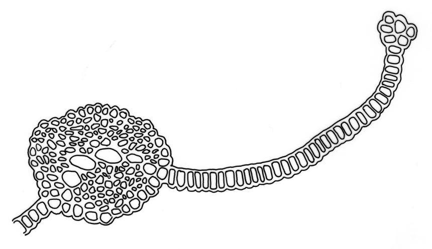 Flora of New Zealand | Taxon Profile | Calymperes tenerum