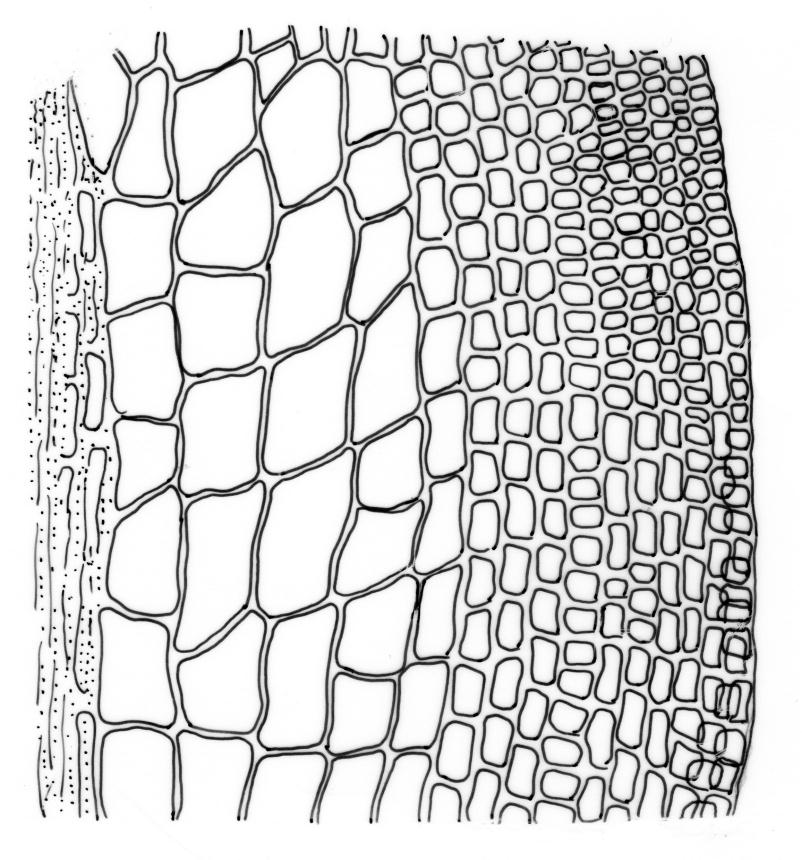 Flora of New Zealand | Taxon Profile | Calymperes tenerum
