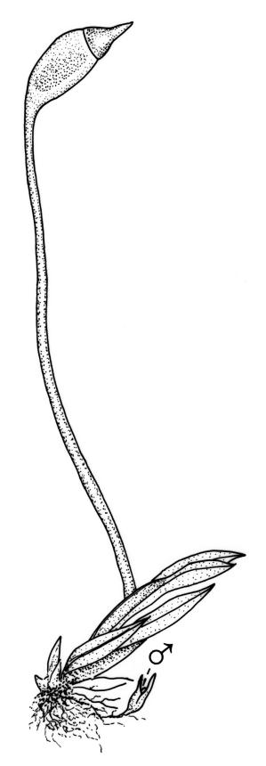 Flora of New Zealand | Taxon Profile | Fissidens curvatus