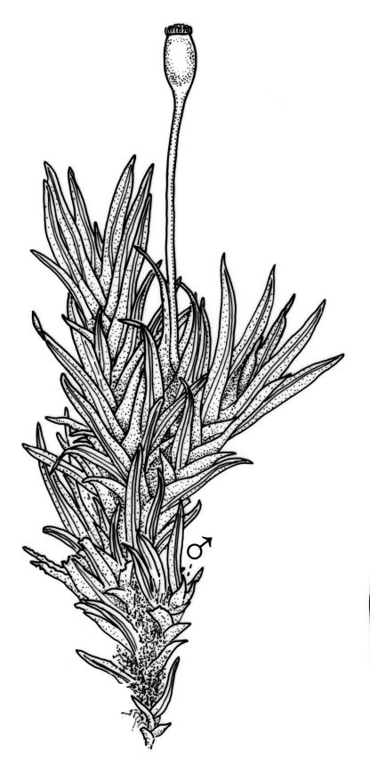 Flora of New Zealand | Taxon Profile | Fissidens linearis