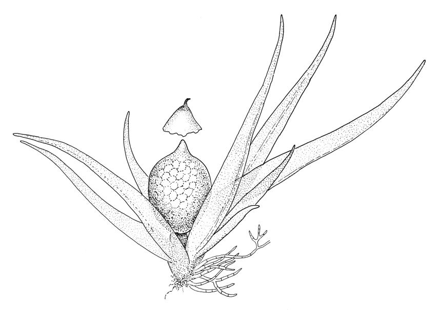 Flora of New Zealand | Taxon Profile | Ephemeraceae