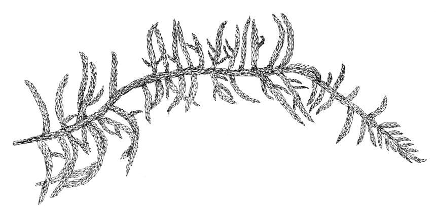 Flora of New Zealand | Taxon Profile | Hylocomium