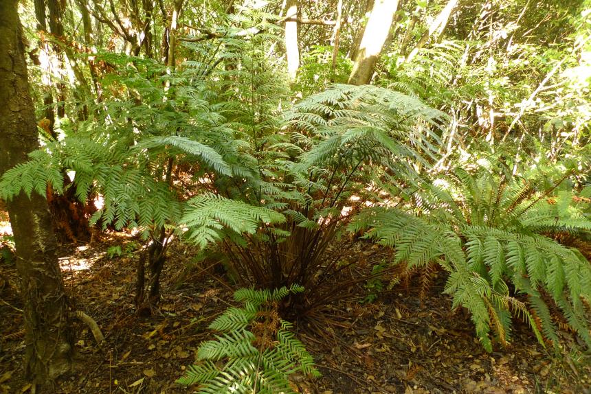 Todea barbara - Alchetron, The Free Social Encyclopedia