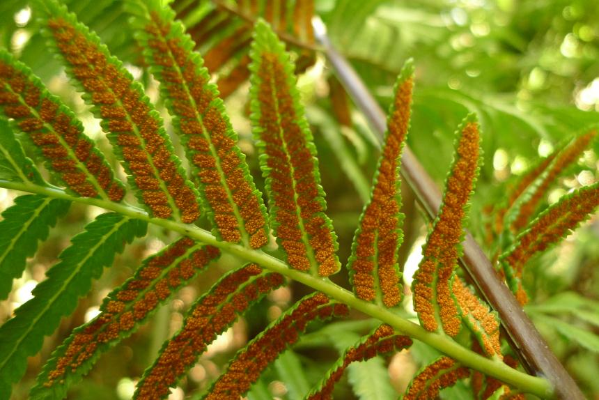 Flora of New Zealand | Taxon Profile | Todea barbara