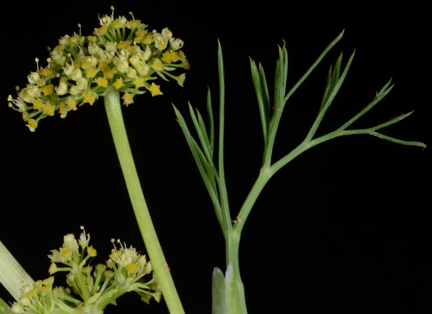 Flora of New Zealand | Gallery Profile | Aciphylla dieffenbachii
