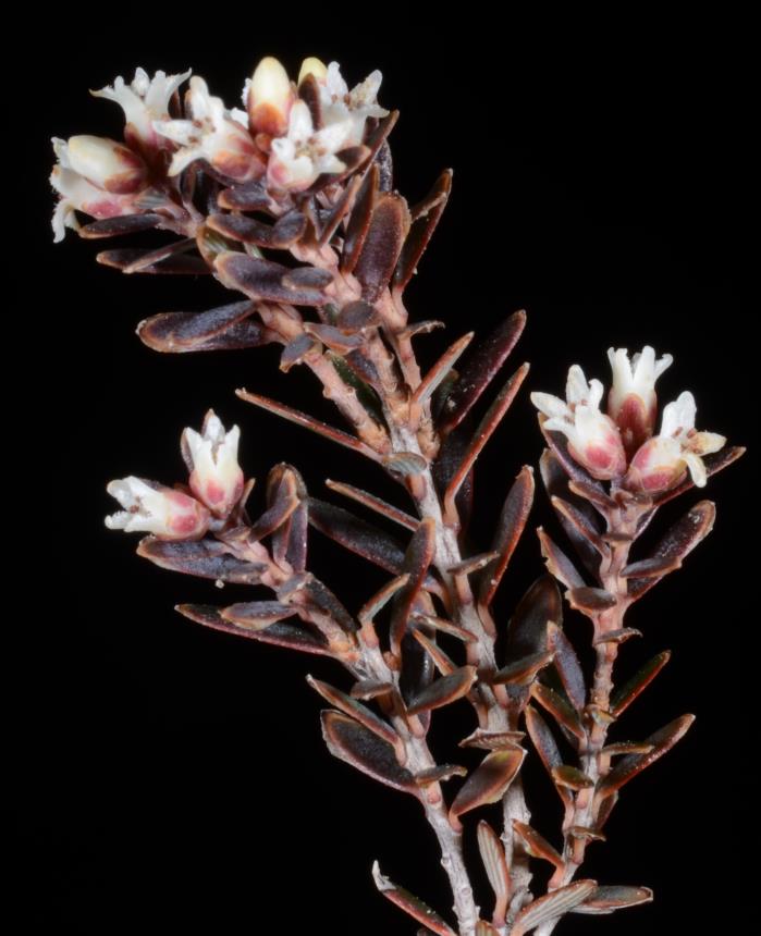Flora of New Zealand | Taxon Profile | Acrothamnus colensoi