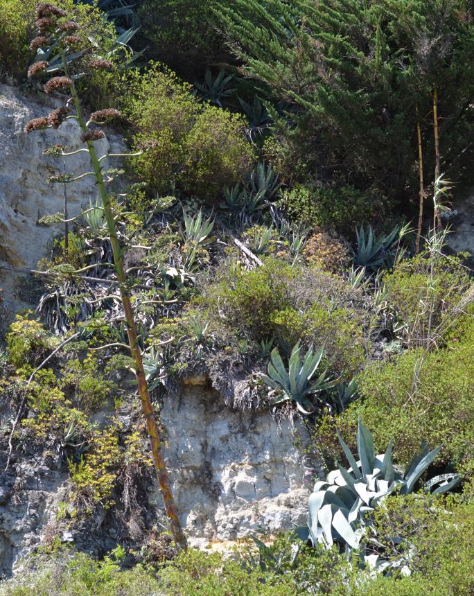 Flora of New Zealand | Gallery Profile | Agave americana