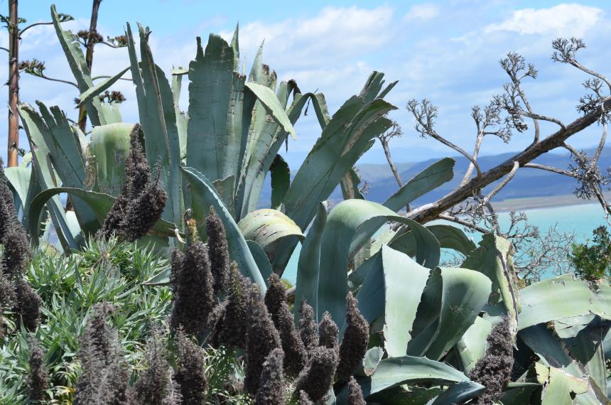 Flora of New Zealand | Gallery Profile | Agave americana